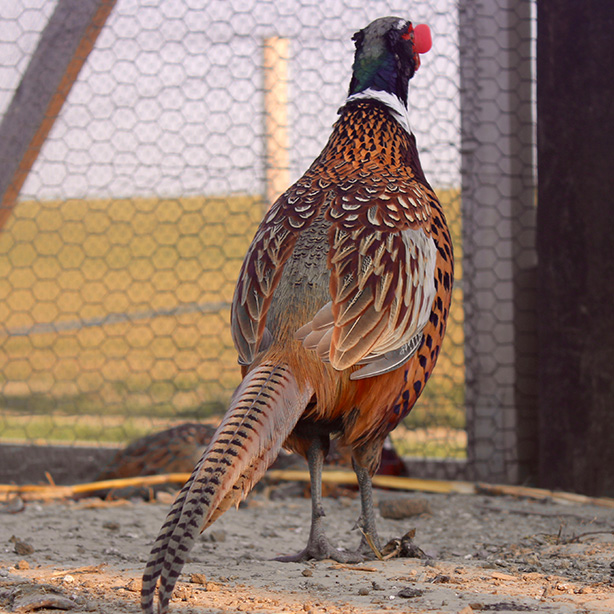 MTM Pheasants – Pheasants for sale