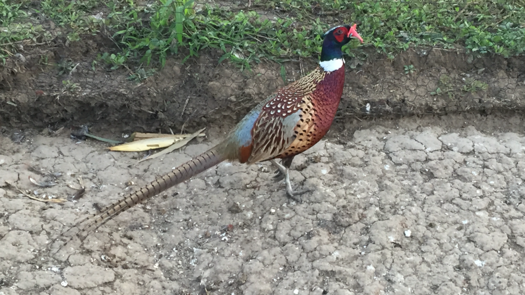 Our Birds – MTM Pheasants