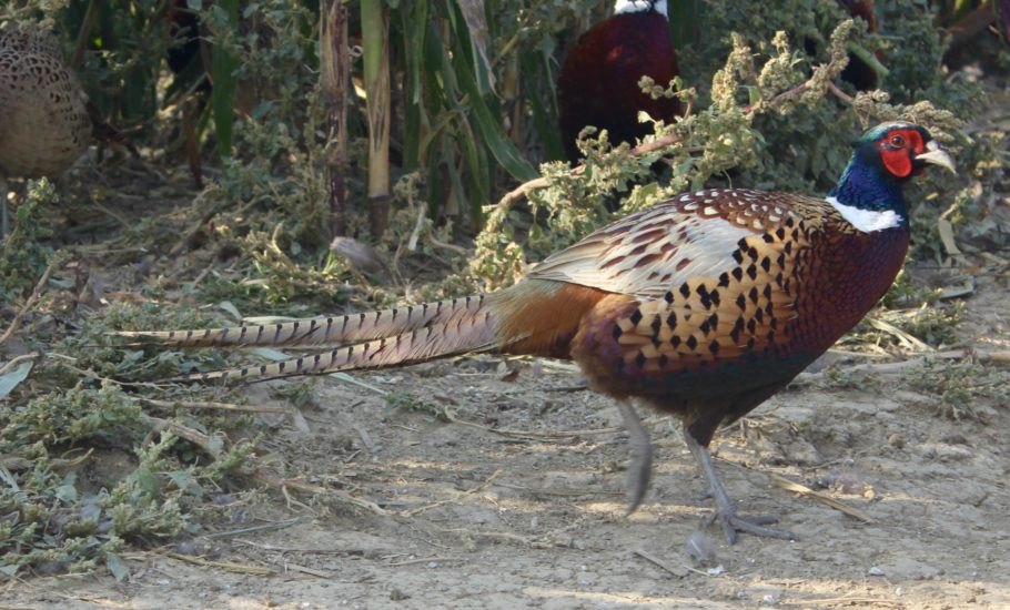 Our Birds – MTM Pheasants