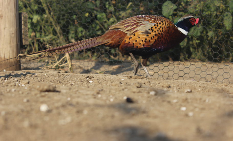 Our Birds – MTM Pheasants