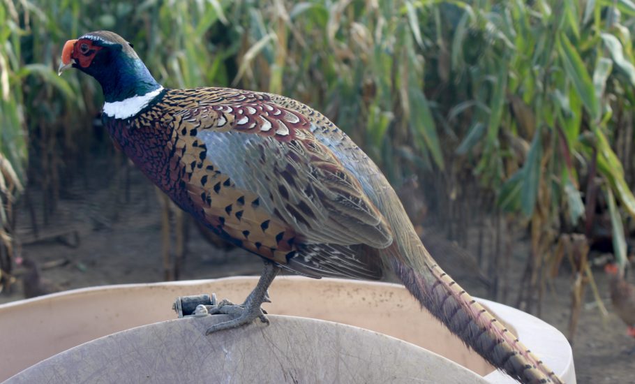 Our Birds – MTM Pheasants