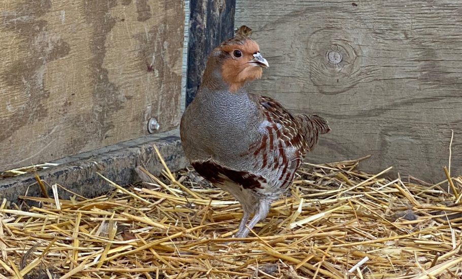 Our Birds – MTM Pheasants