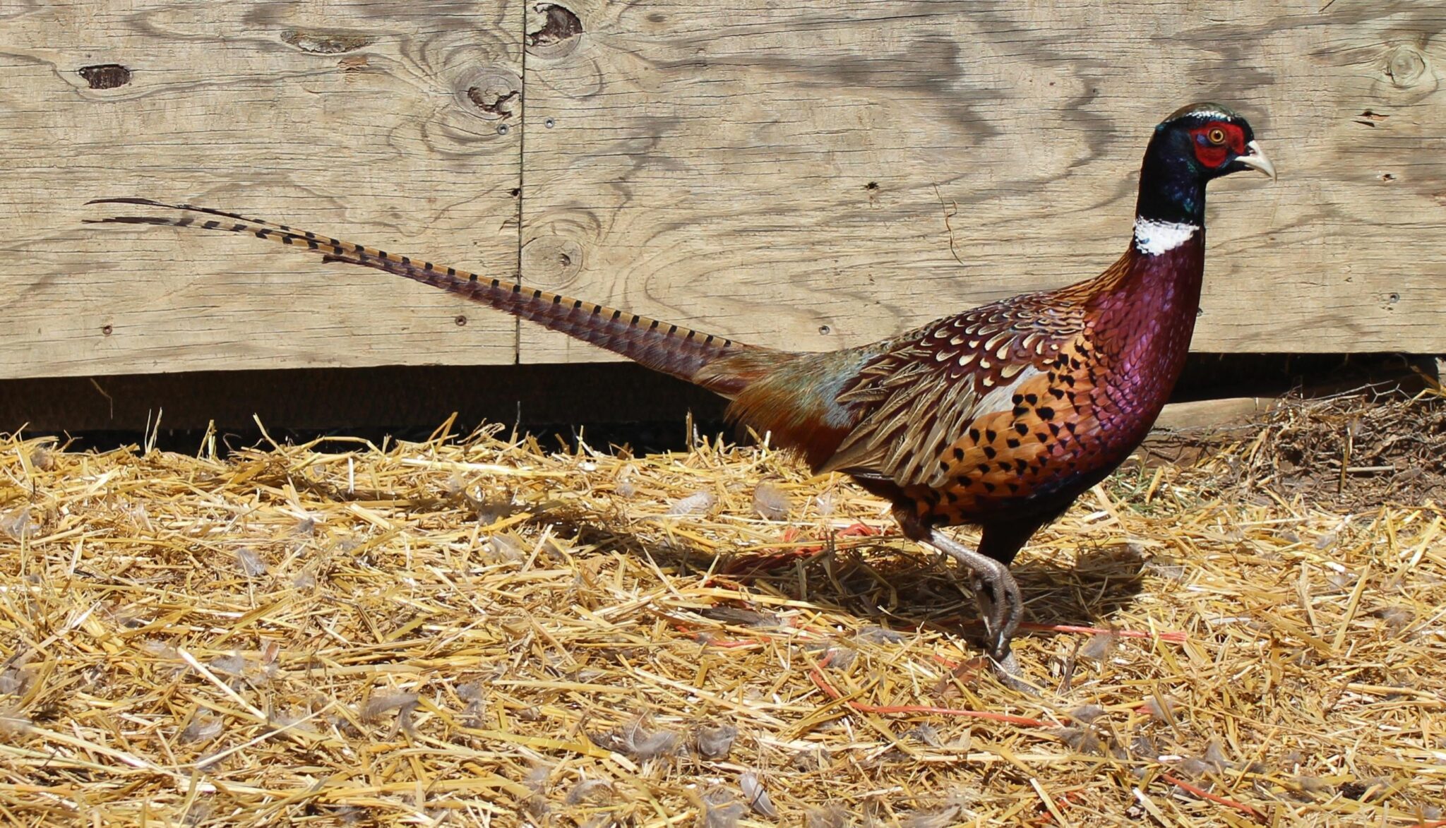 About Us – MTM Pheasants